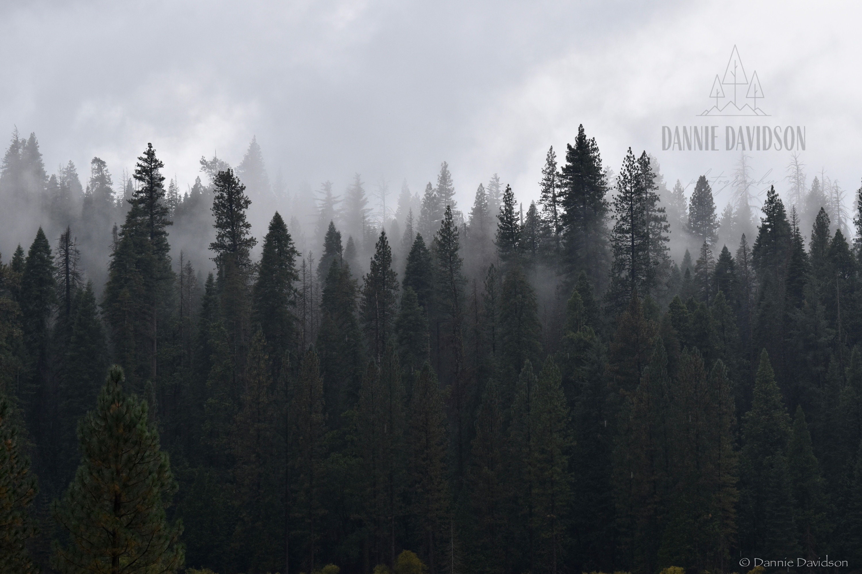Bosque brumoso-Pinos brumosos-Bosque mágico encantado-Brumoso Moody ...