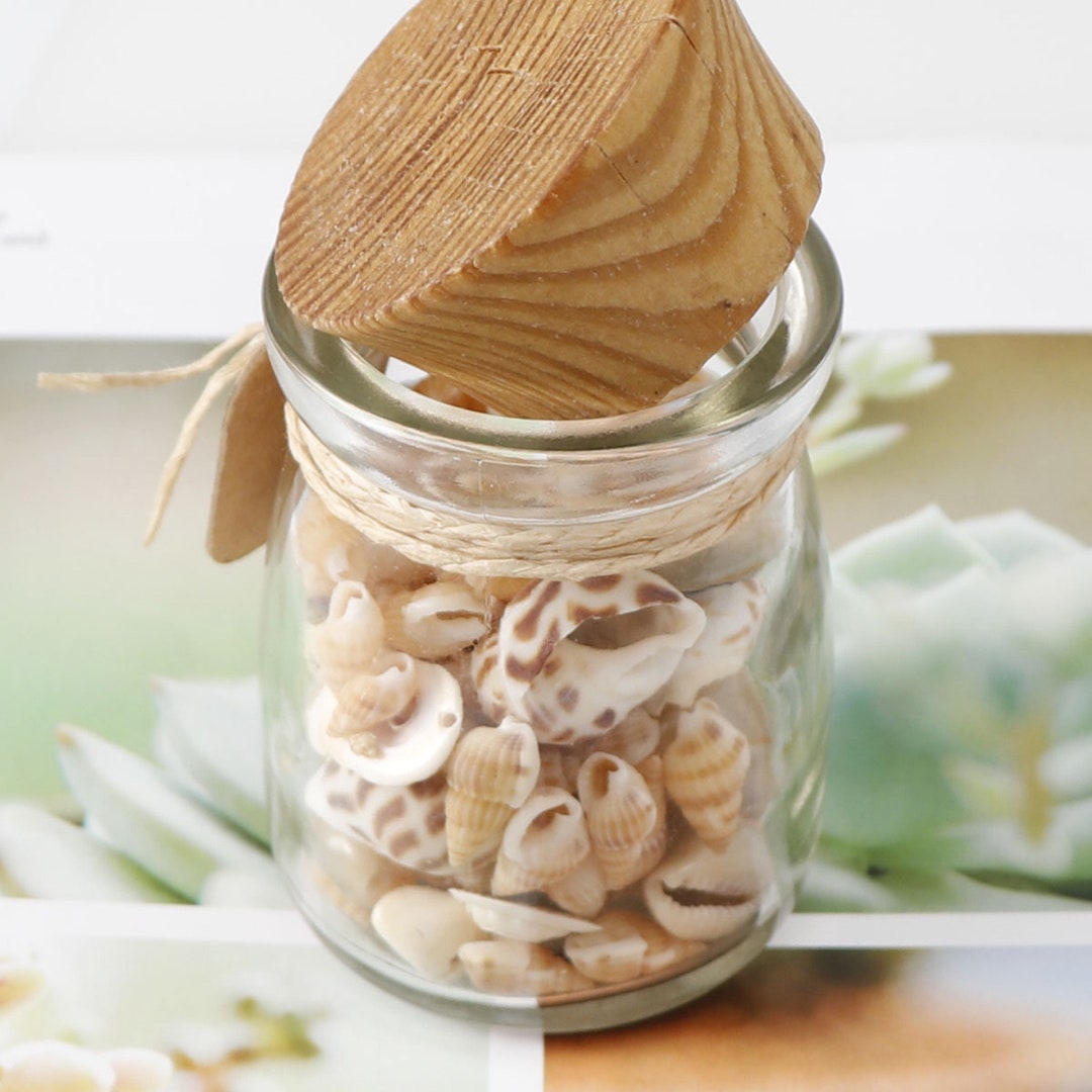 DIY Natural Sea Shell in Box Package - Etsy