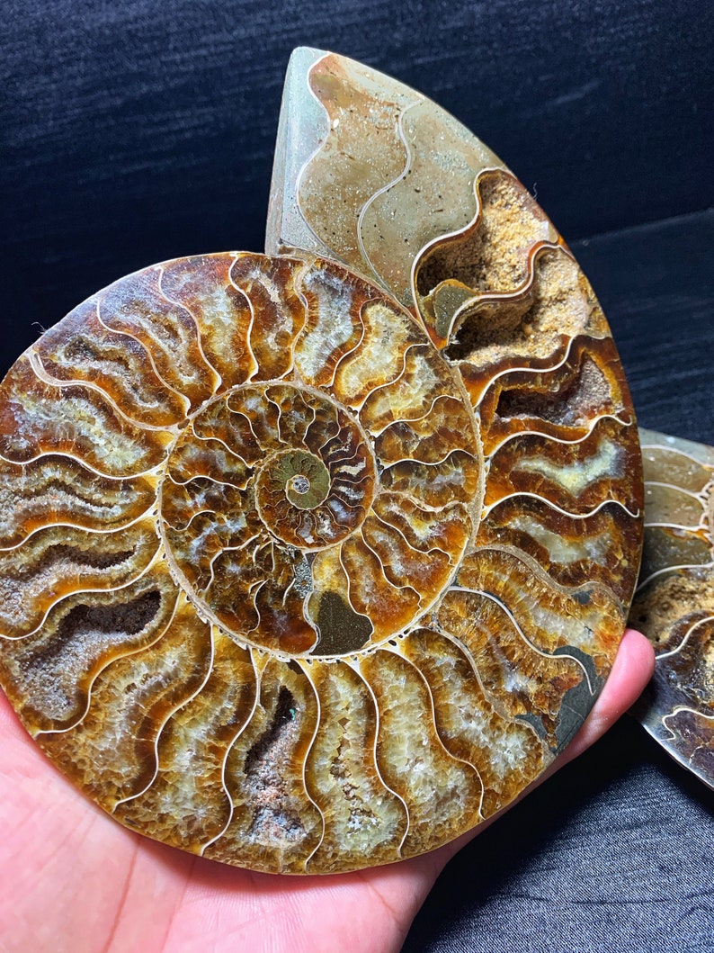 Natural Ammonite Fossil Quartz Crystal Specimen Reiki Healing - Etsy