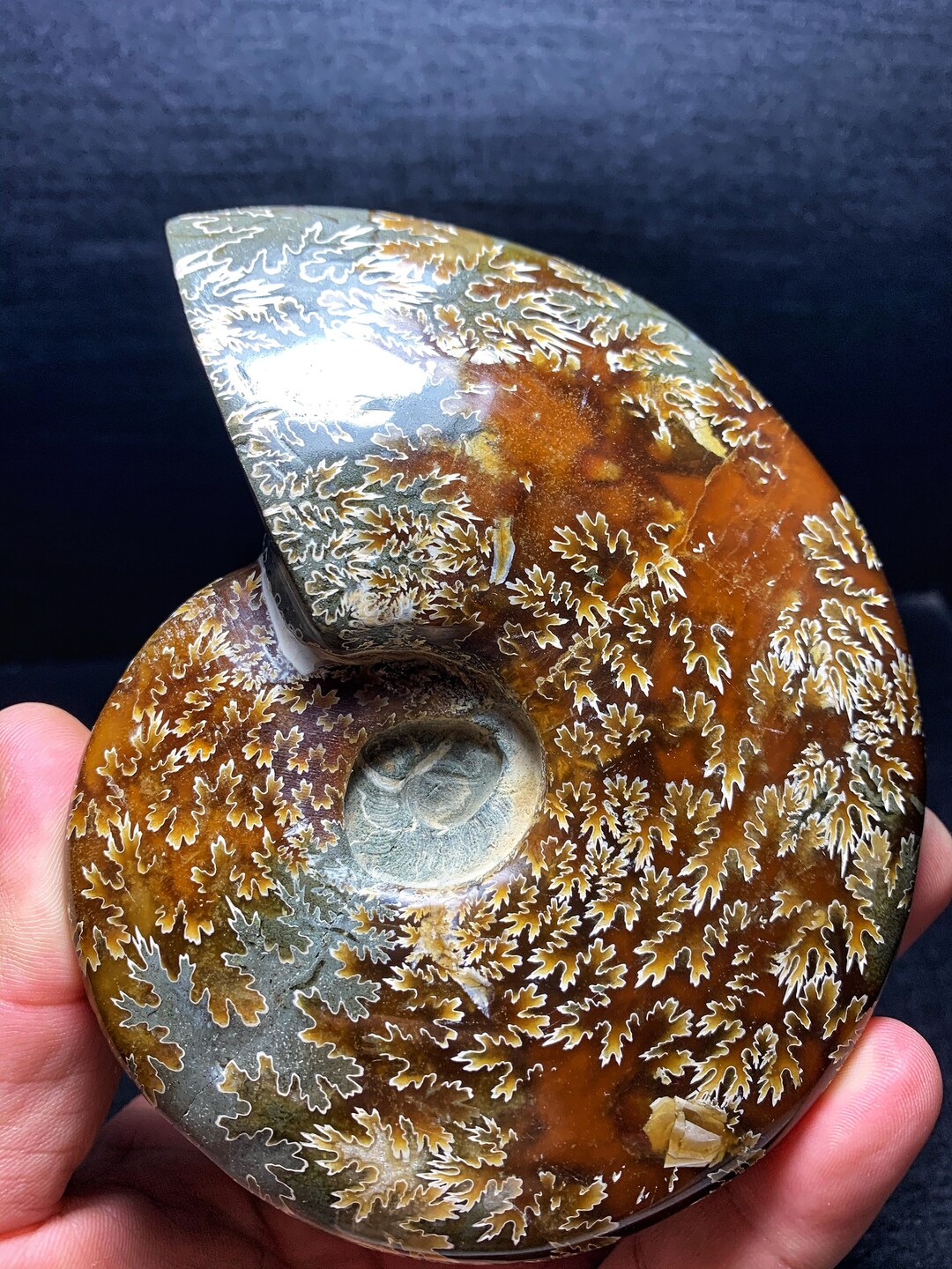 Turritella Natural Ammonite Fossil Quartz Crystal Specimen - Etsy UK
