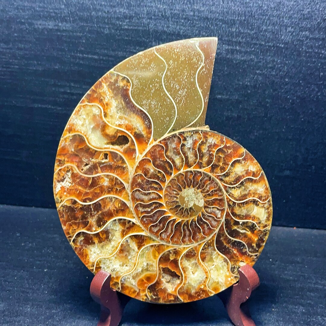 Natural Rare Ammonite Disc Fossil Conch Specimen,crystal Quartz Fossil ...