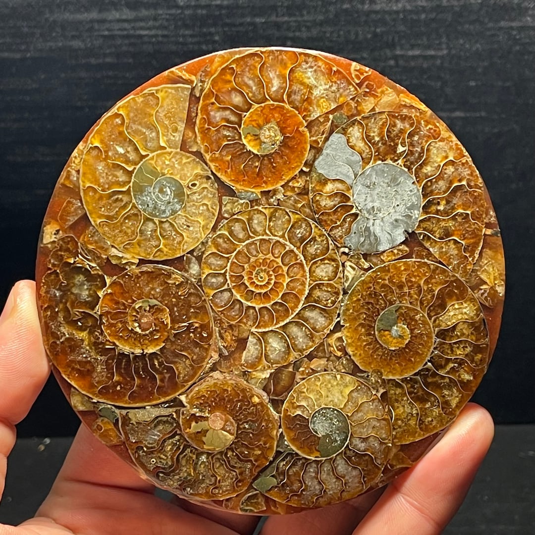 Natural Ammonite Disc Fossil Conch Specimen,rock,crystal Mineral ...