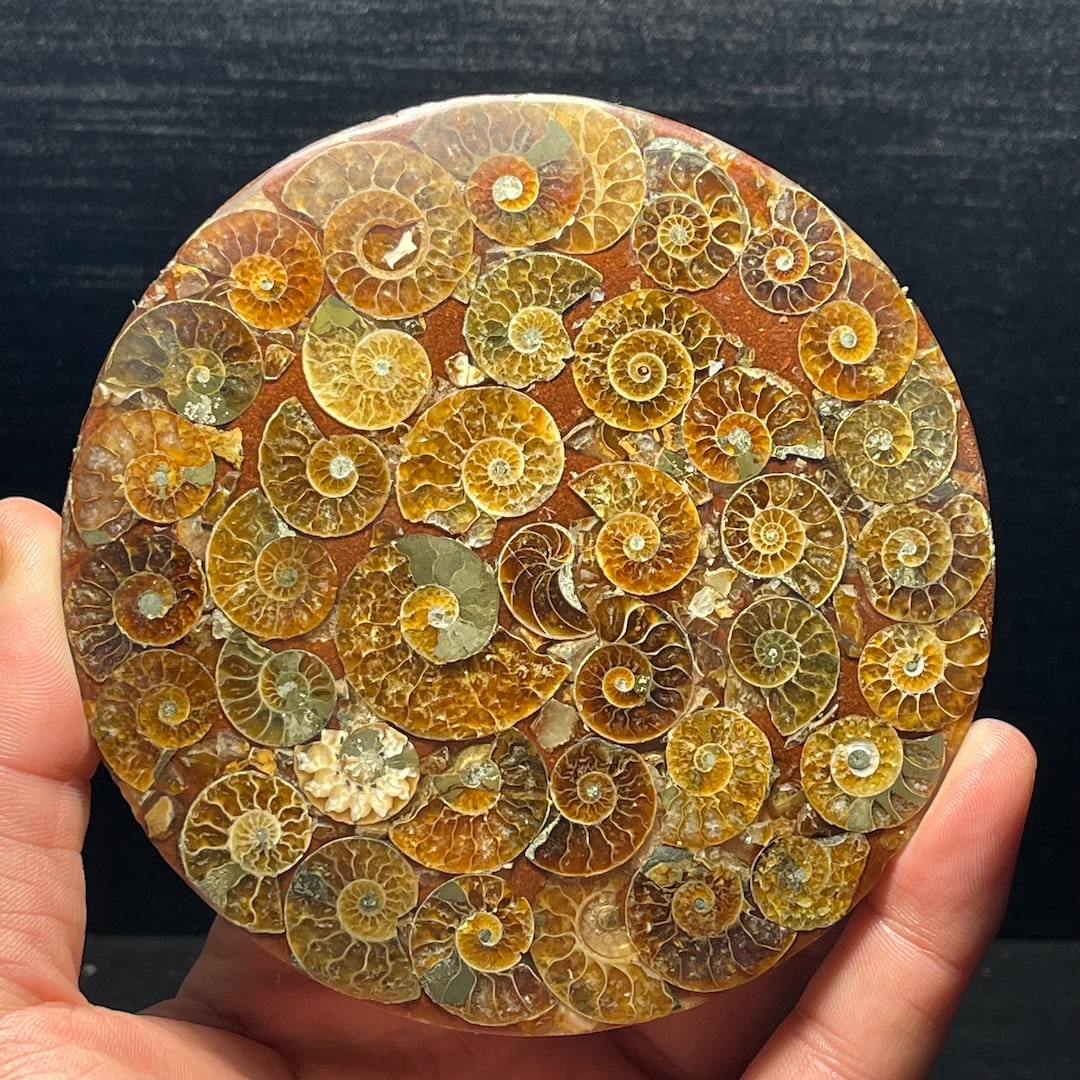 Natural Ammonite Disc Fossil Conch Specimen,rock,crystal Mineral ...