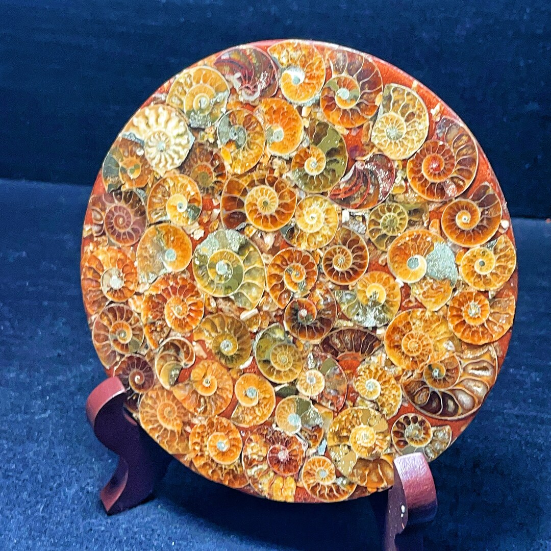 Natural Ammonite Disc Fossil Conch Specimen,rock,crystal Mineral ...