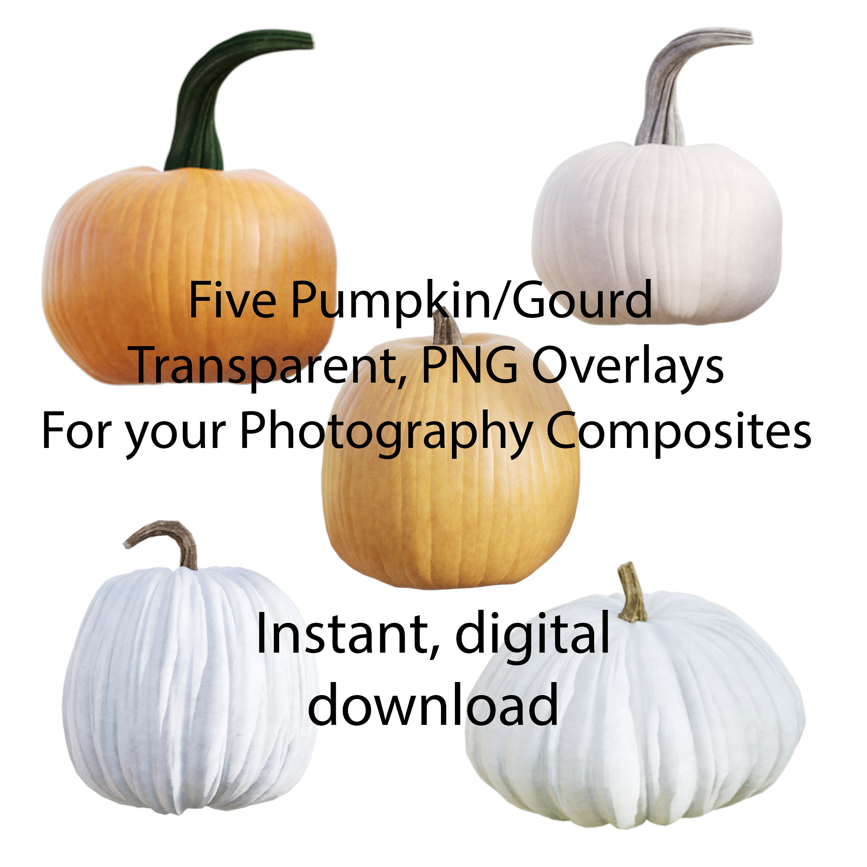 Pumpkin Overlay Gourd Overlay Png Overlays Digital - Etsy