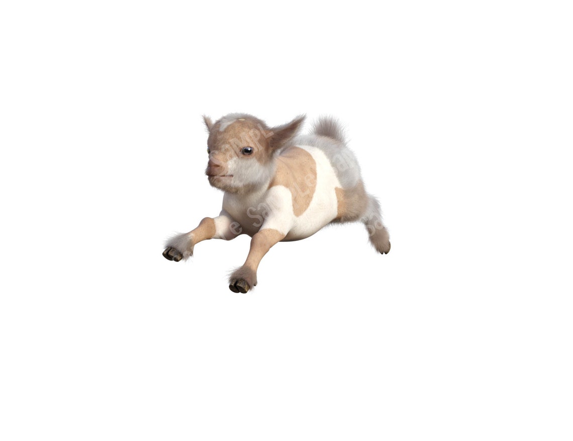 Baby Goat Overlays Digital Overlays of Five Cute Baby Goats - Etsy