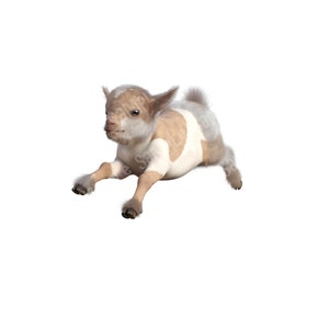 Cute Baby Goat PNG Overlays, Digital Photo Composites (set of 5) - Etsy