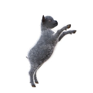 Cute Baby Goat PNG Overlays, Digital Photo Composites (set of 5) - Etsy