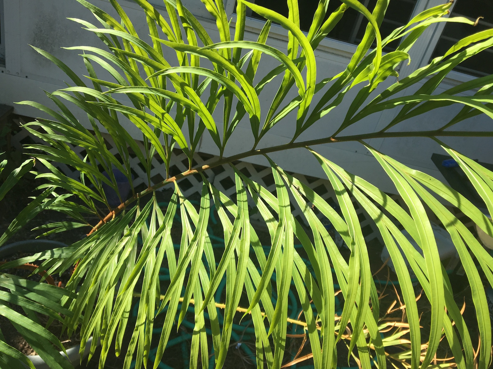 Rare Endangered Cycas Debaoensis Cycad Plant for Sale - Etsy