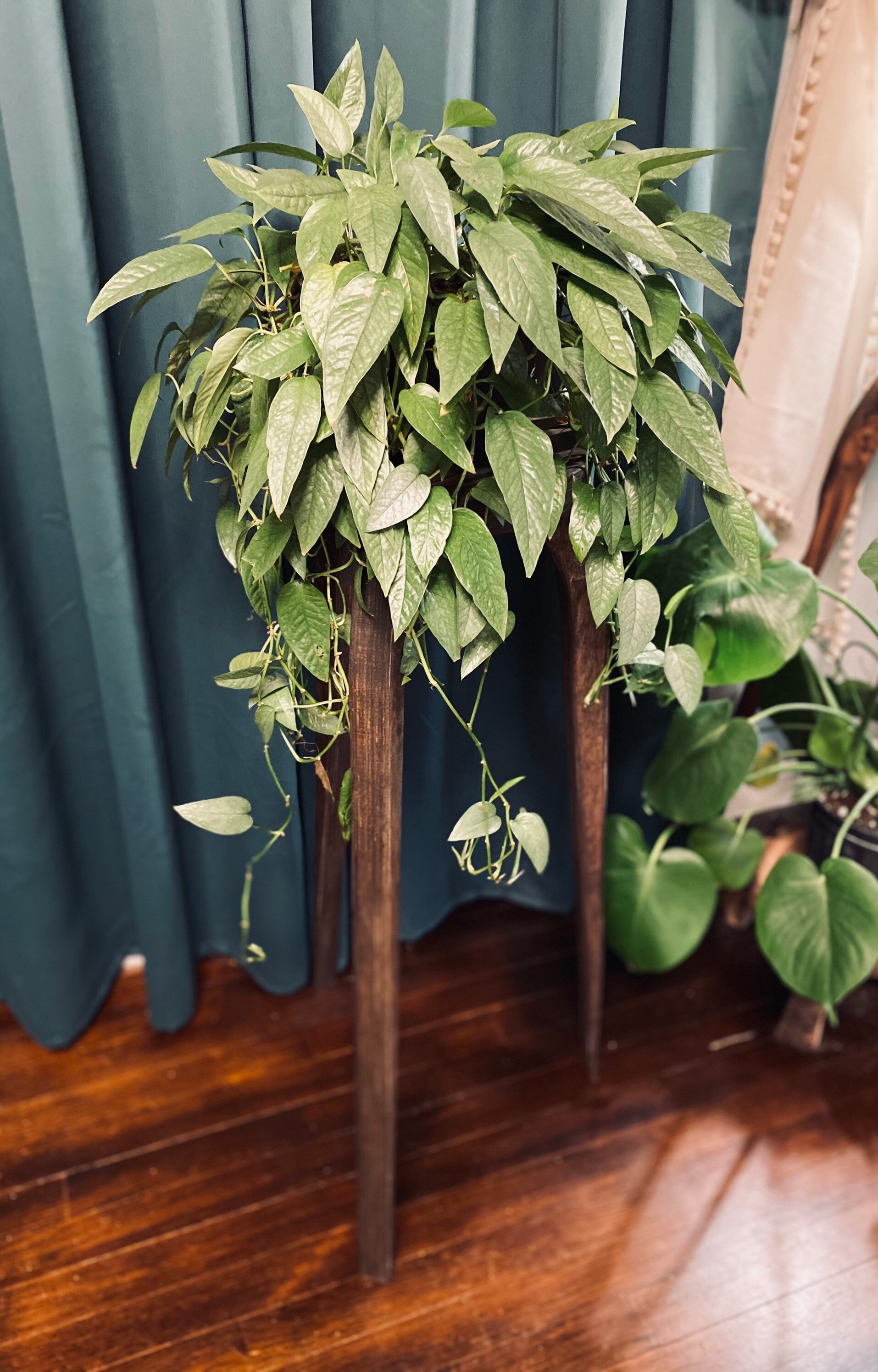 Plant stand large indoor plant stand plant stool stool | Etsy