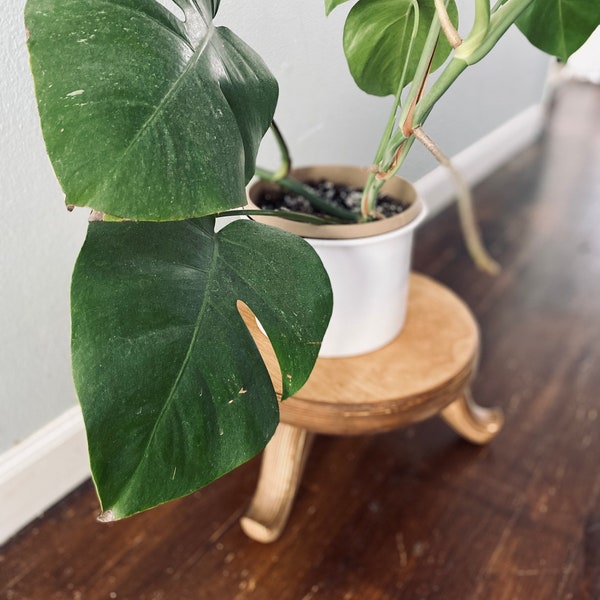 Plant Planter Risers - Etsy