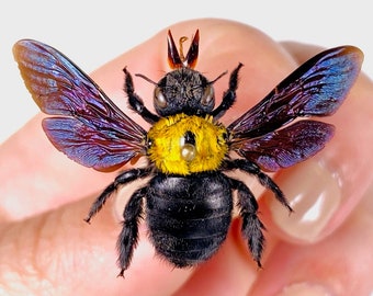 Blue Bumble Bee With Purple Metallic Wings Xylocopa Caerulea - Etsy