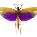 Real Giant Purple Cricket Titanacris Albipes, Unmounted Insect for ...