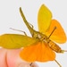 Green Orange Cute Planthopper Saiva Cultellata Spread Insect for ...