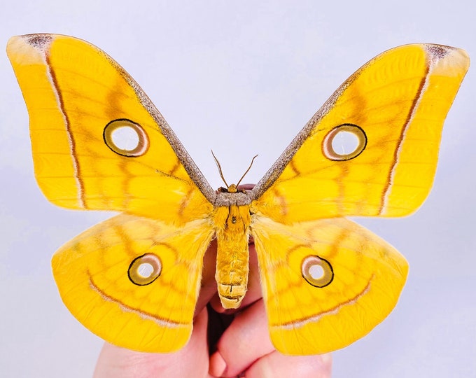 Antheraea Frithi Pedunculata Thailand (TH) - Wild Caught, Tasar Silk ...