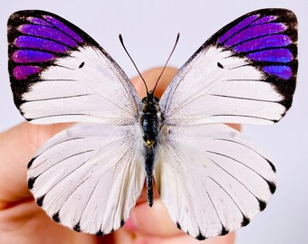 Queen Butterfly Taxidermy - Etsy