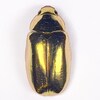 Large Red Jewel Scarab Beetle Framed Taxidermy - Chrysina Adelaida - Etsy