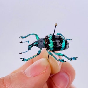 Cyan and Deep See Blue Weevil Beetle for Artwork Eupholus Mimikanus ...