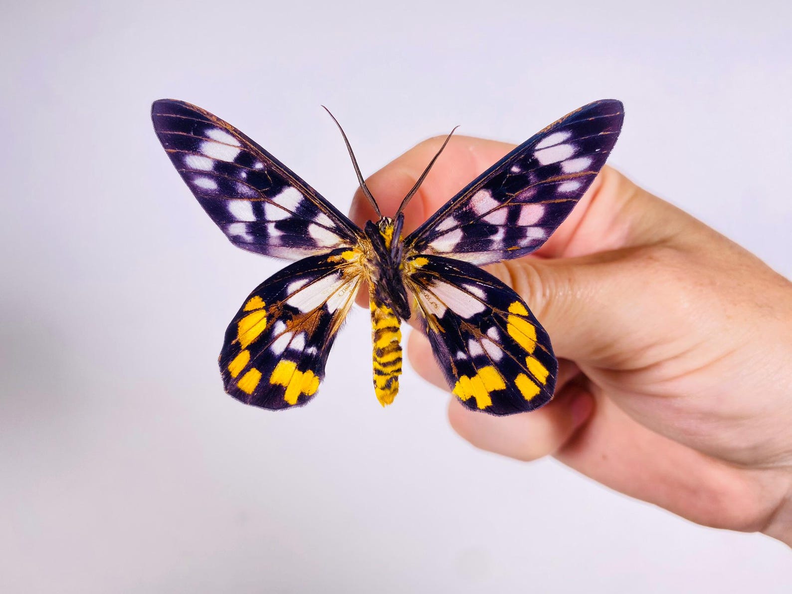 Papillon Dysphania Numana Contracta Non Monté Pour œuvre D'art Sur Les ...
