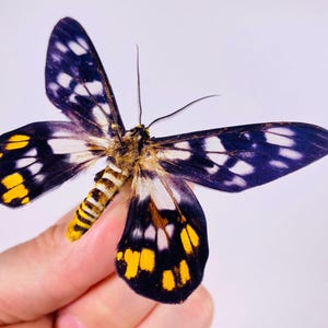Papillon Dysphania Numana Contracta Non Monté Pour œuvre D'art Sur Les ...
