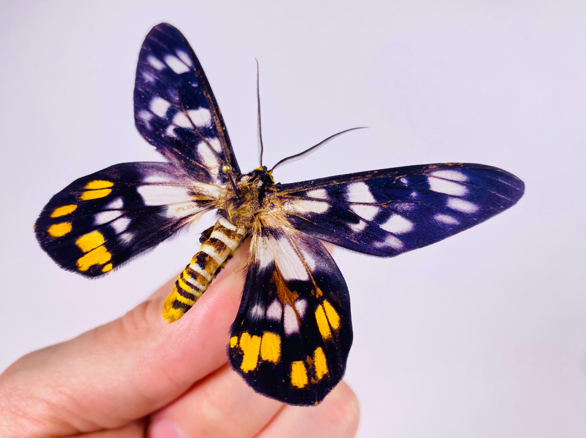 Papillon Dysphania Numana Contracta Non Monté Pour œuvre D'art Sur Les ...