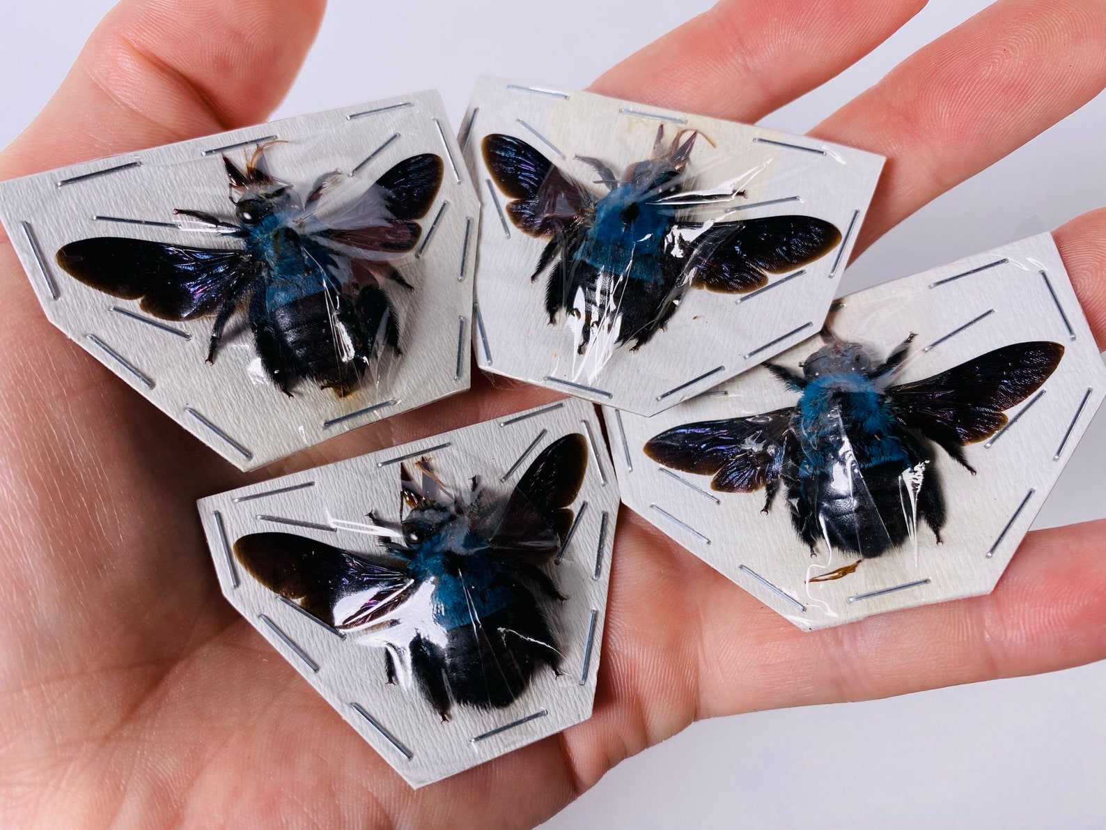 Blue Bumble Bee With Purple Metallic Wings Xylocopa Caerulea | Etsy