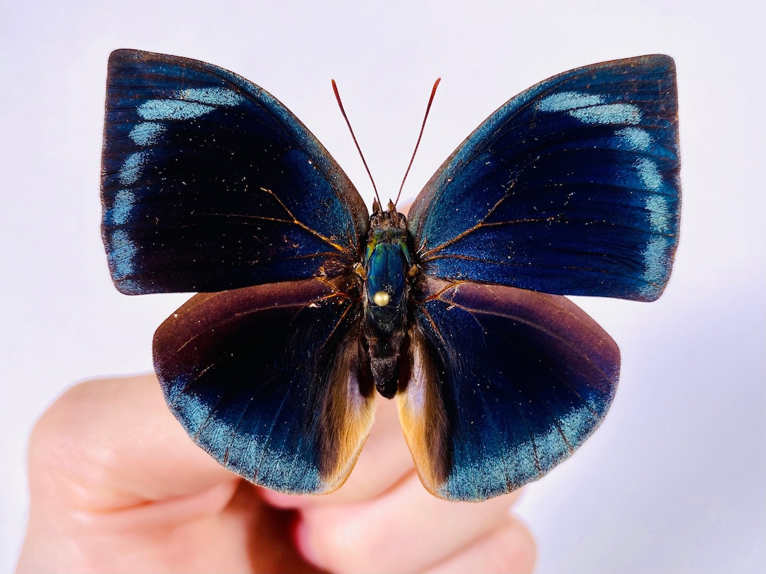 Anaea Polyxo Peru (PE) - Wild Caught - Polyxo Leafwing Butterfly for ...