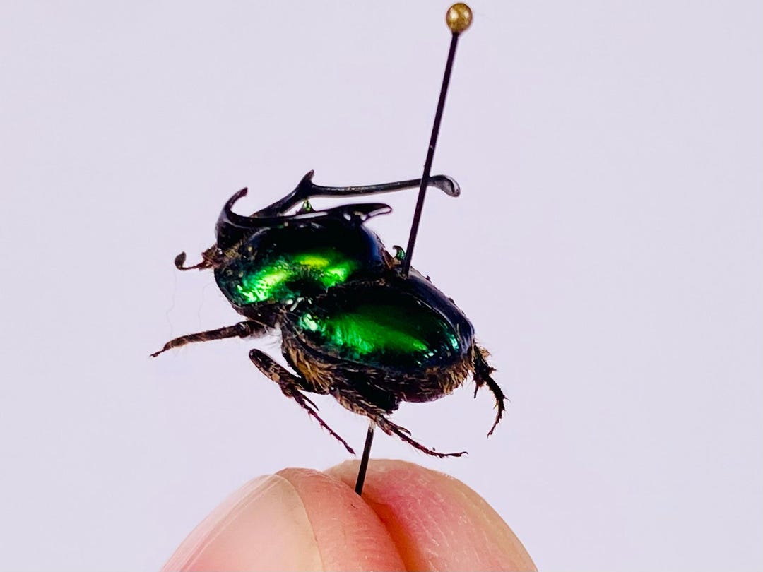 Proagoderus Rangifer MALE United Republic of Tanzania - TZ, Insect ...