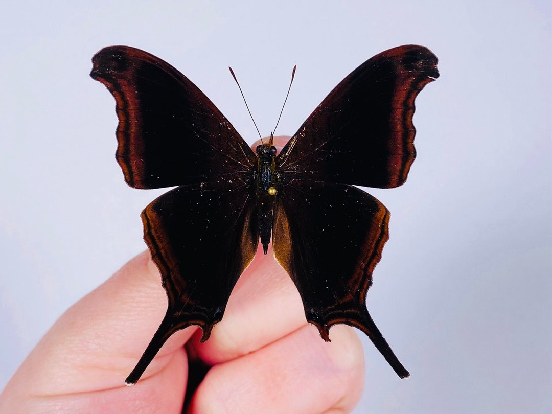 Marpesia Coresia Butterfly for Insect Artwork, Butterflies Collection ...