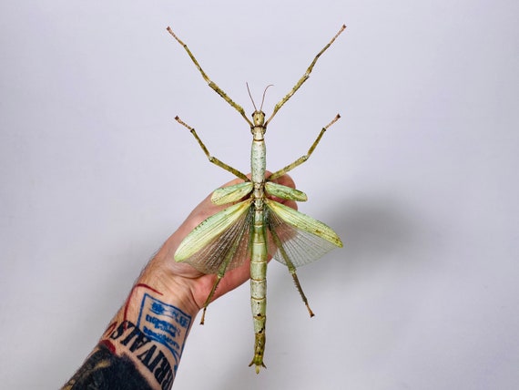 Goliath Stick Insect