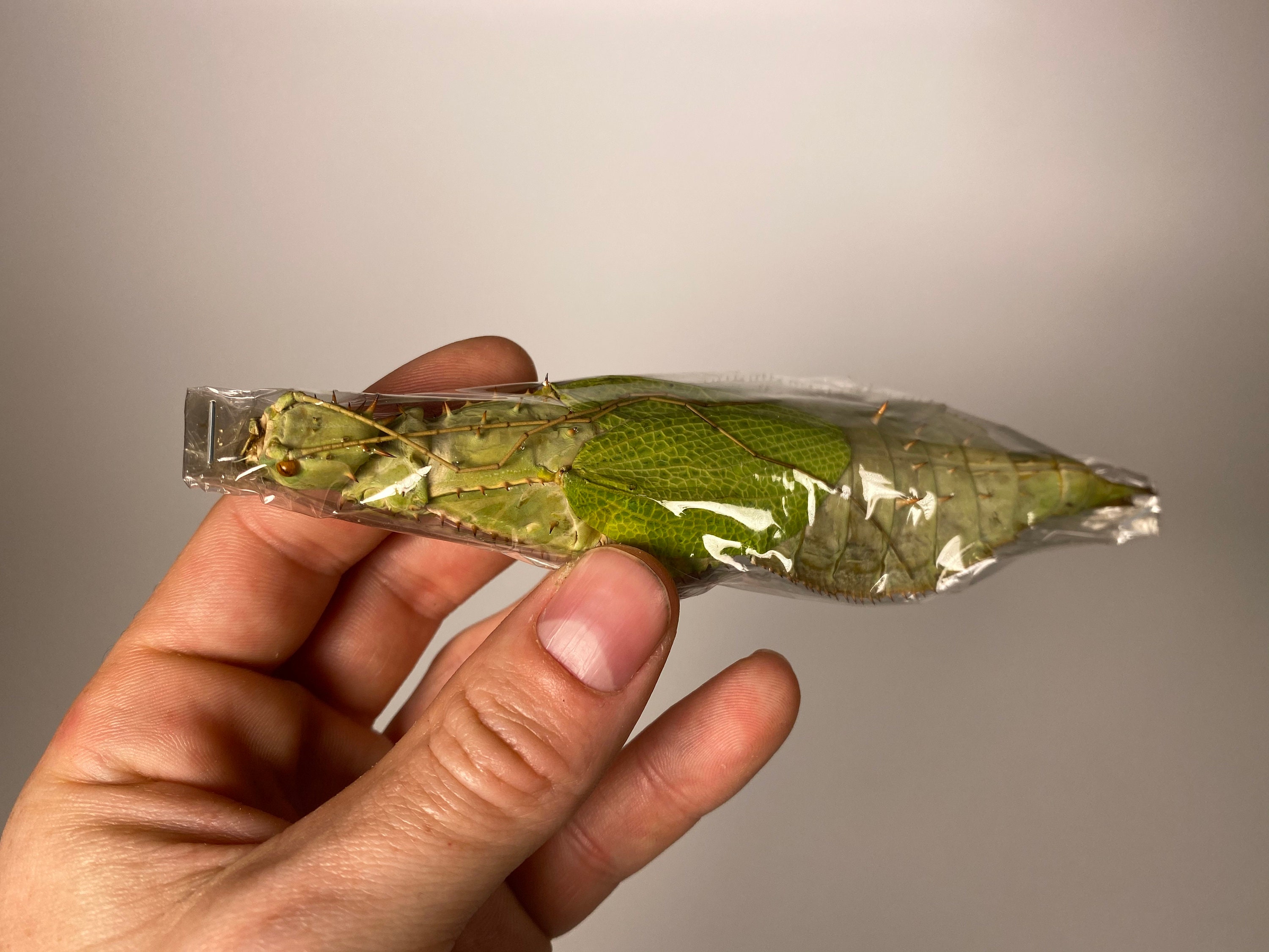 Giant stick insect for artwork Heteropterys dilatata | Etsy