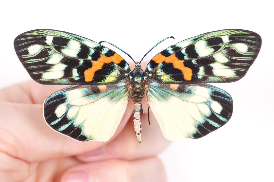 Electric Blue Moth Erasmia Pulchera Chinensis for Insect Artwork ...