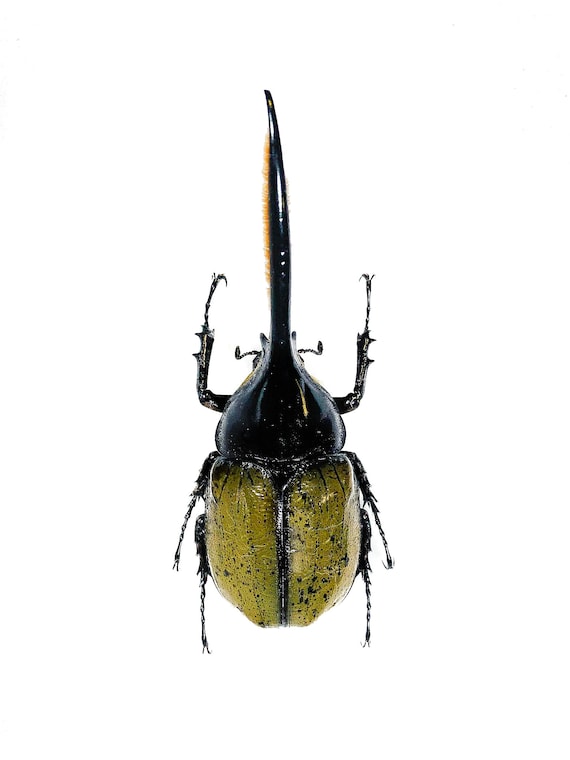 Giant Hercules Beetle