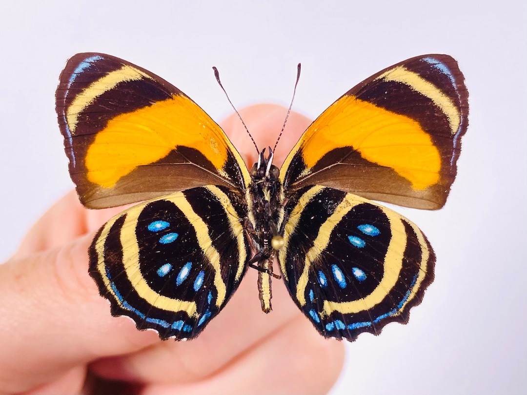 Callicore Aegina Butterfly for Insect Artwork Butterflies - Etsy