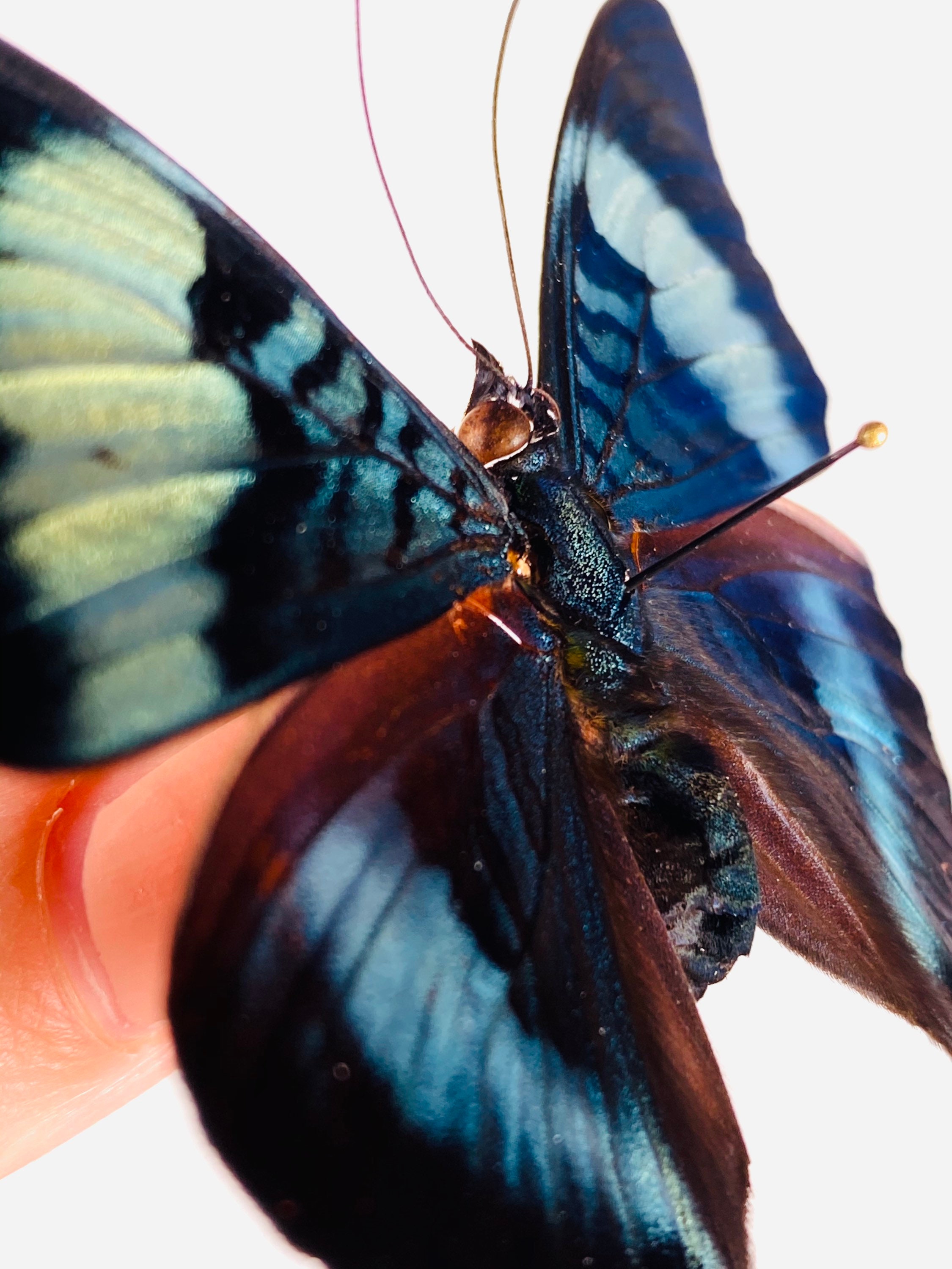 Real Butterfly for Insect Art Project Panacea Prola Unmounted - Etsy Canada