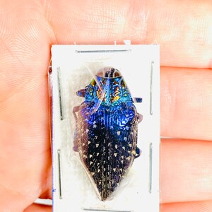 Real Blue Saphire Metallic Gem Jewel Beetle Polybothris Sumptuosa Gemma ...