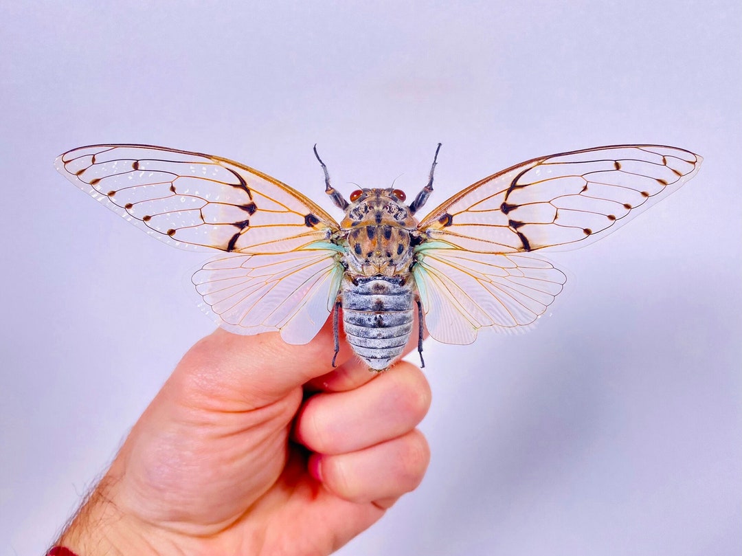 Ayuthia Spectabilis Malaysia (MY) - Wild Caught - White Ghost Cicada ...