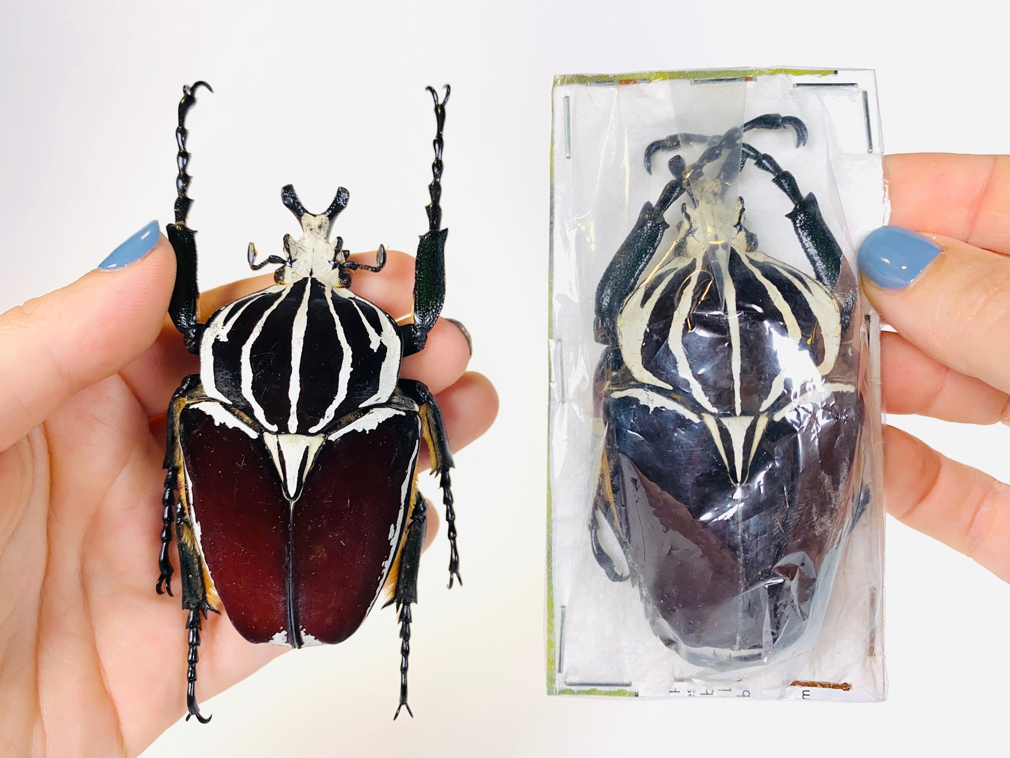 Giant Flower Beetle Goliathus Goliathus Unmonted for Artwork - Etsy Canada