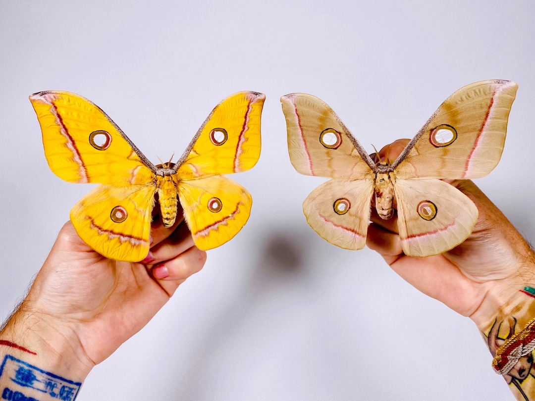 Antheraea Helferi Javanus Thailand (TH) - Wild Caught - Helfer's Tasar ...