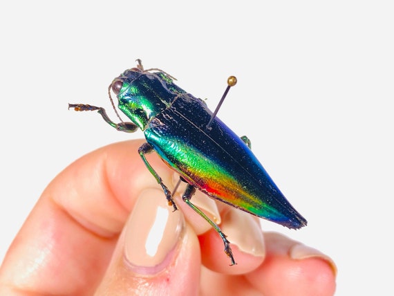 Blue Jewel Beetle