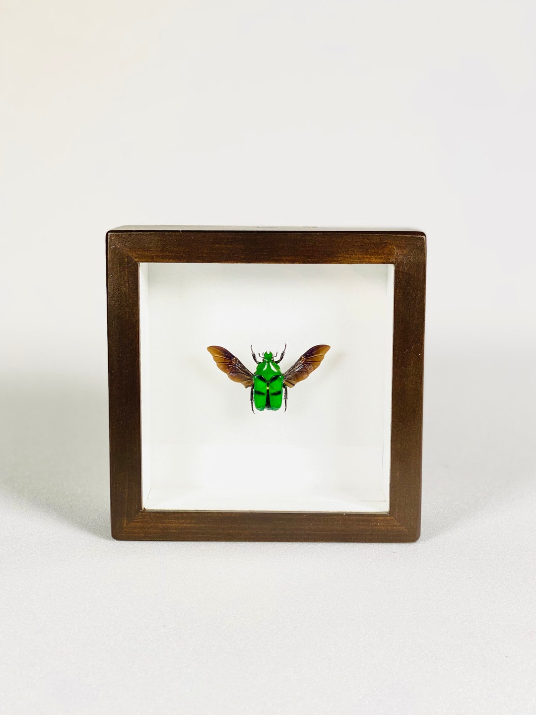 Ischiopsopha Bifasciata ! - Real Insect - Canadian Hardwood Frame - Etsy
