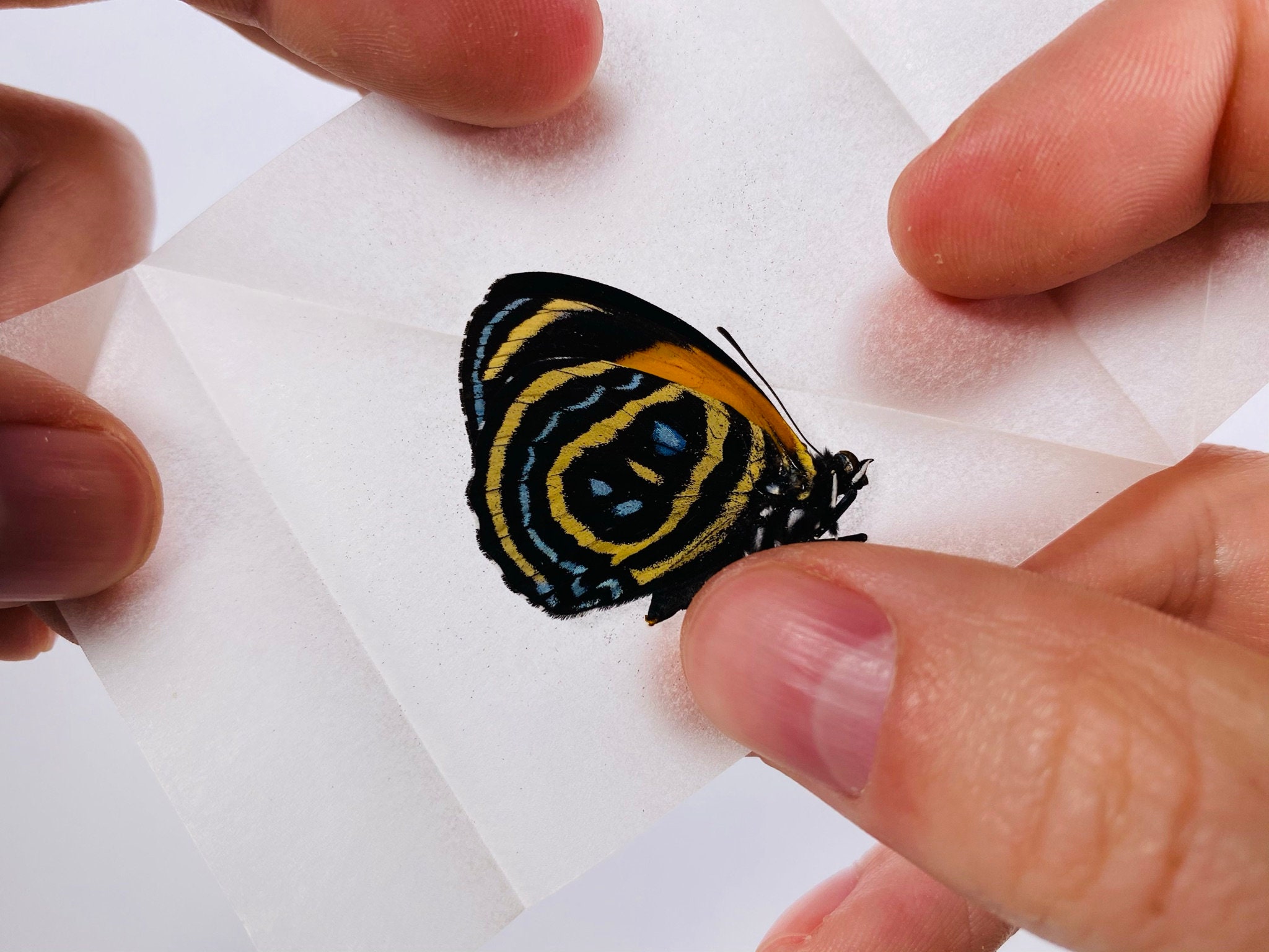 Callicore Pastazza for Insect Artwork Butterflies Collection | Etsy