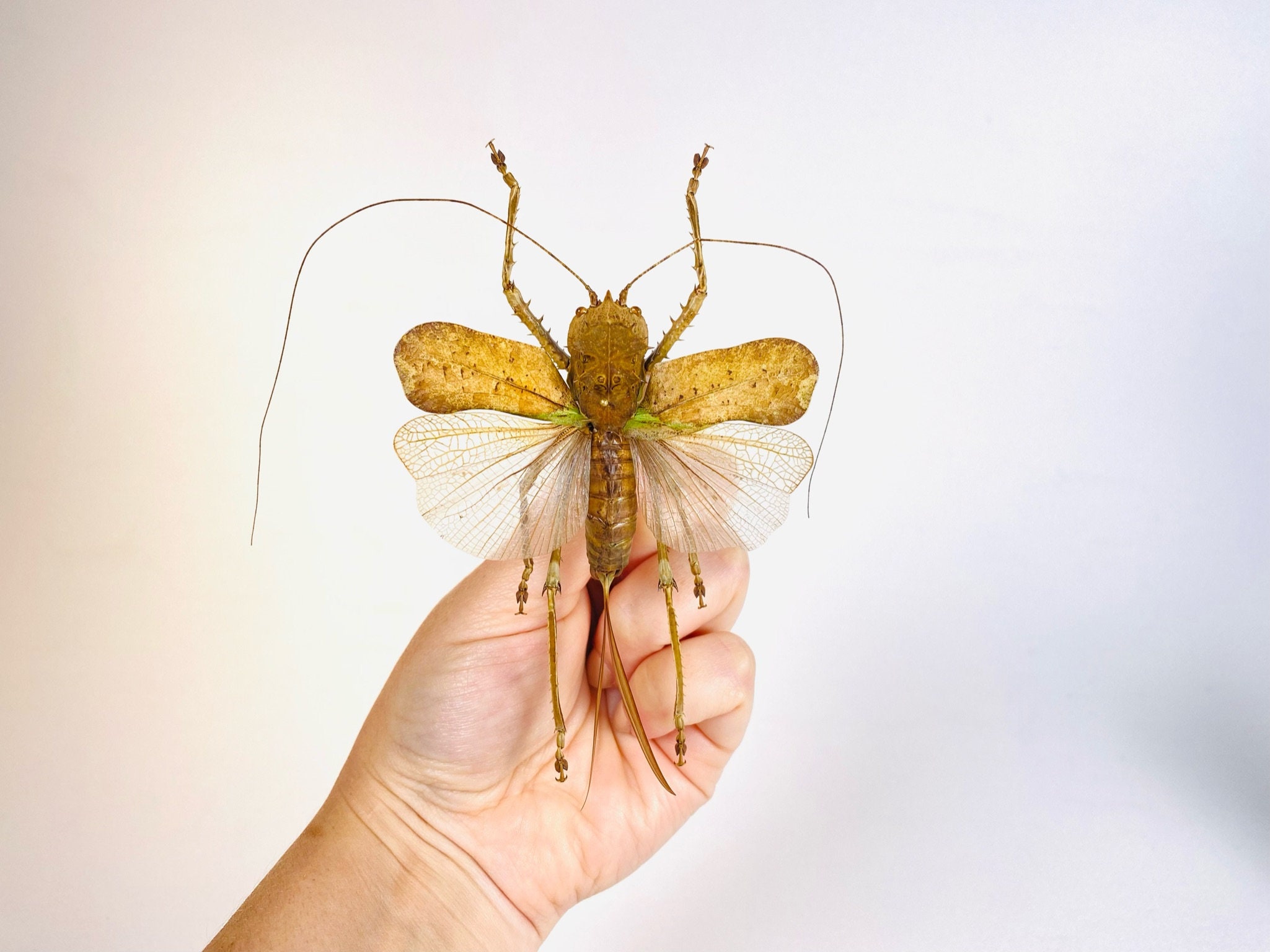 Dragon Headed Katydid Lesina Ensifera Unmounted Insect for Artwork or ...