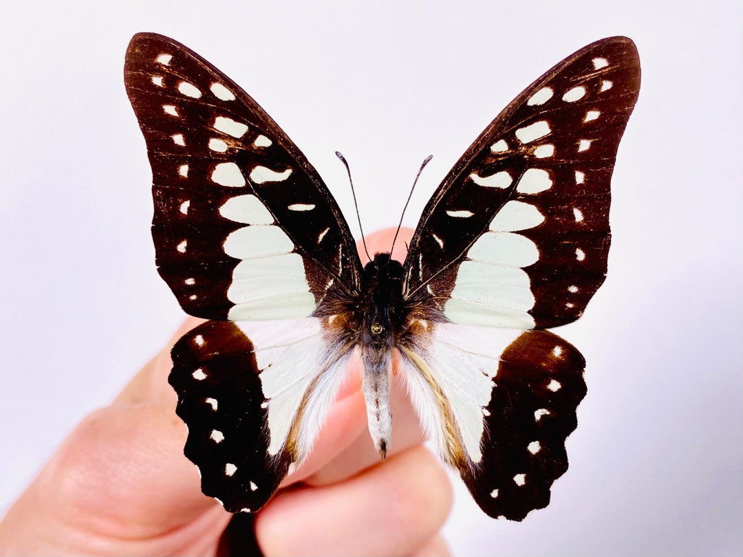 Graphium Eurypylus Butterfly for Insect Artwork, Butterflies Collection or Taxidermy Project. - Etsy