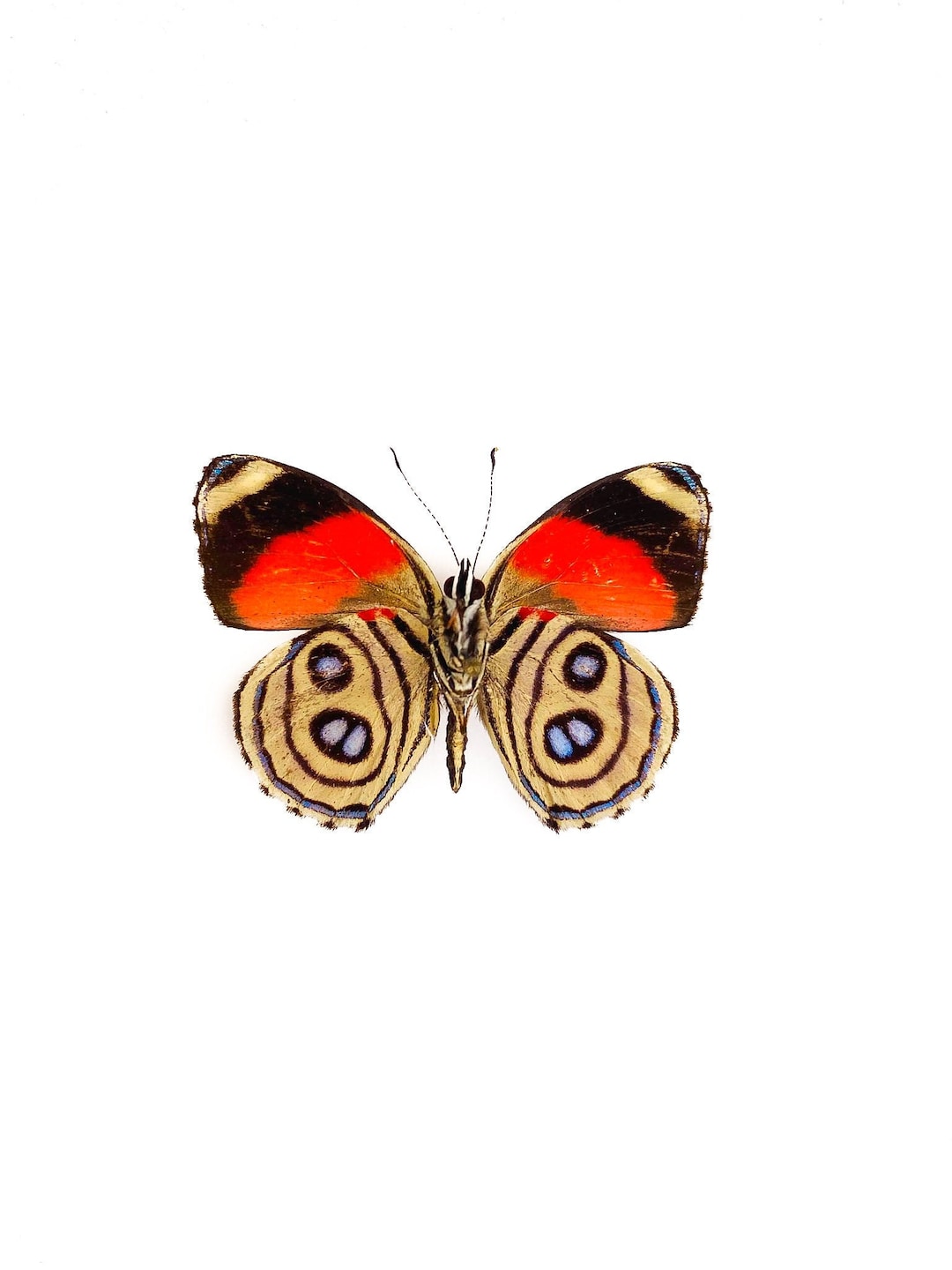 Butterfly for Artwork - Callicore Hystaspes - Unmounted Tropical ...