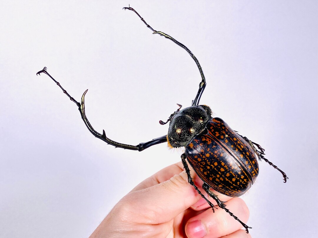 Cheirotonus Battareli Real Long Armed Beetle Unmounted for Artwork ...