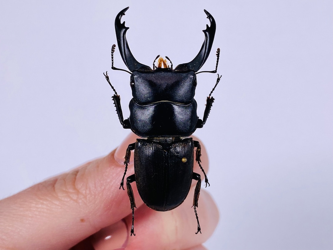 Vrai Scarabée Cerf Dorcus Reichei Hansteini ID, Insecte Non Monté Pour ...