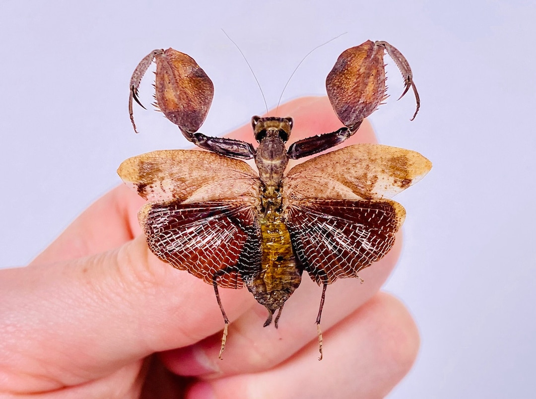 Astyliasula Major Mantis for Insect Artwork, Boxing Mantises Collection ...