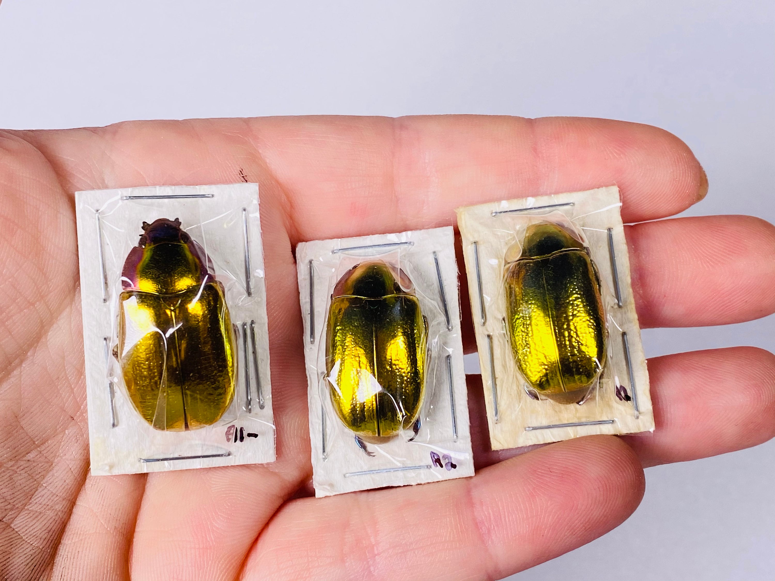 Golden Beetle Chrysina Aurigans Gold Form for Taxidermy Artwork Jewelry ...