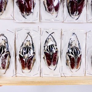 Goliathus Goliatus Rare Specimens by the Unit # 21 to #32 Real Beetle ...